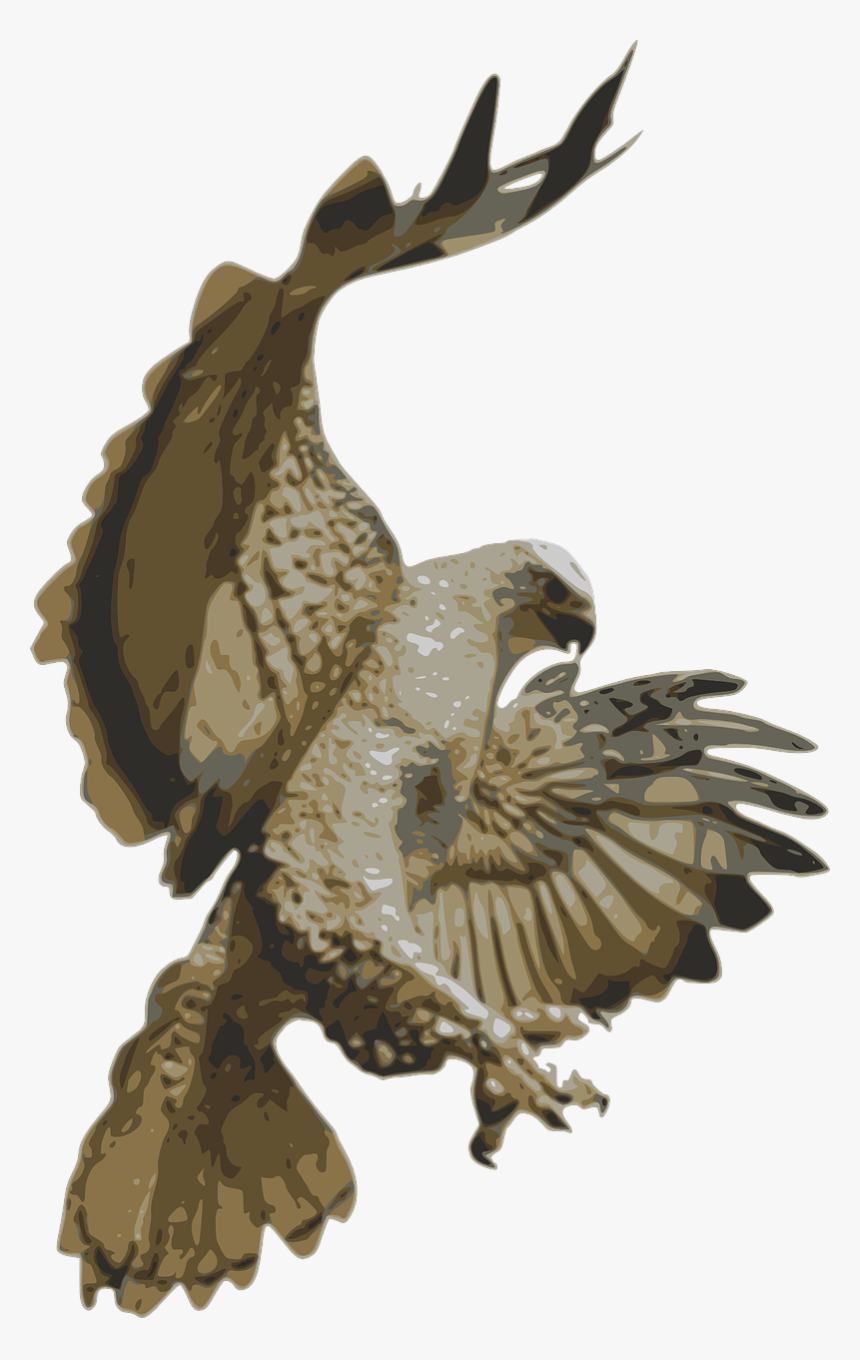 Hawk Png, Transparent Png , Transparent Png Image - PNGitem