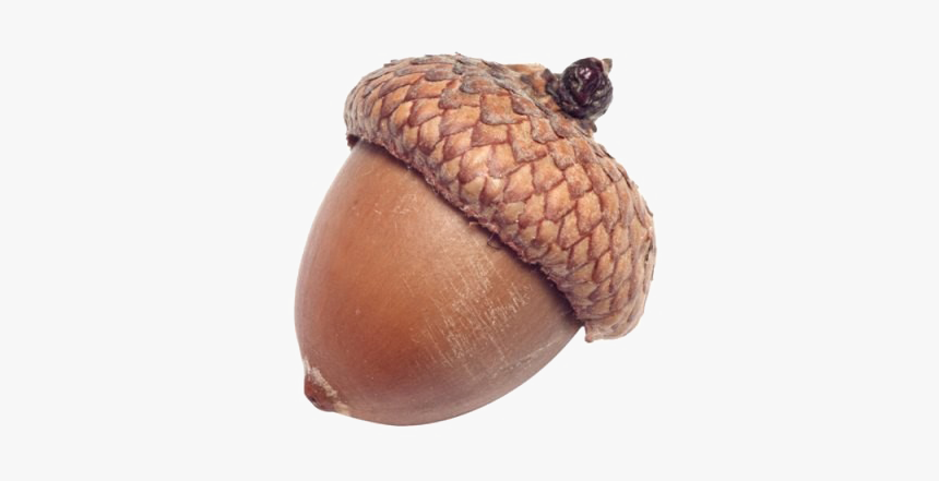Acorn Png Image Background - Real Acorn Transparent, Png Download ...