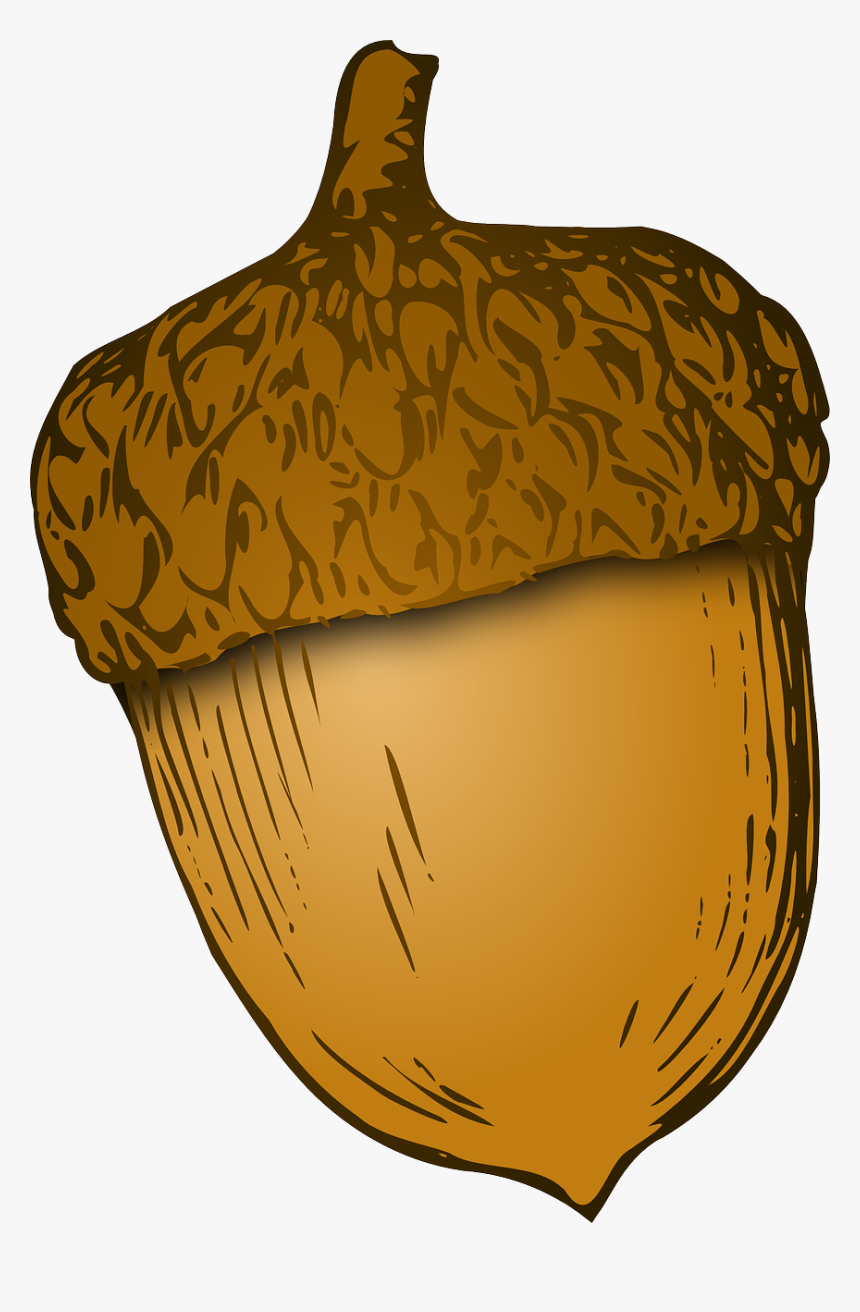 Acorn Cartoon Png, Transparent Png , Transparent Png Image - PNGitem