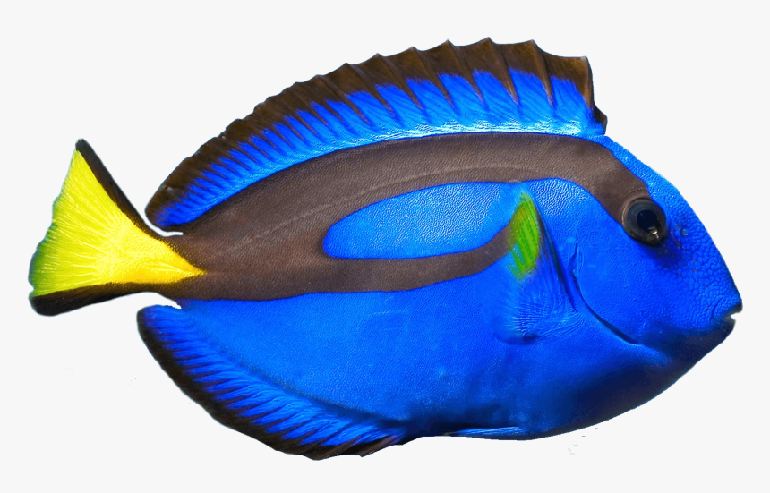 Blue Tang Fish Png, Transparent Png , Transparent Png Image - PNGitem