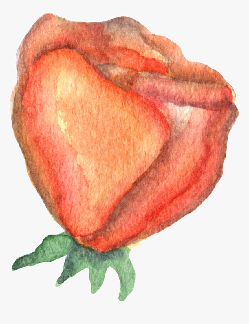 Hand Drawn Render Rose Watercolor Transparent - Sketch, HD Png Download ...