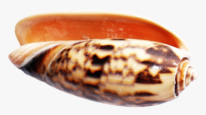 Cone Snail Shell No Background, HD Png Download , Transparent Png Image ...