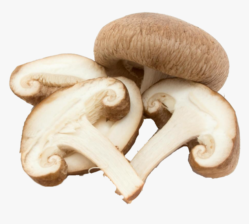 Mushroom Png Background - Shiitake Mushroom Cut In Half, Transparent ...