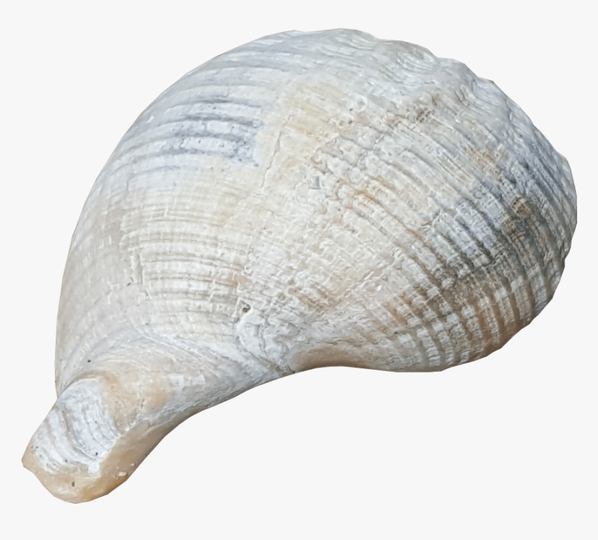 Beach Shell No Background Image - Shells With Clear Background, HD Png ...