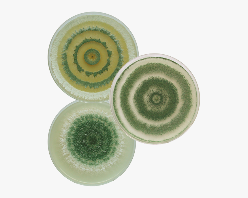 Nitrogen-fixing Pines And Grasses - Trichoderma Plate, HD Png Download ...