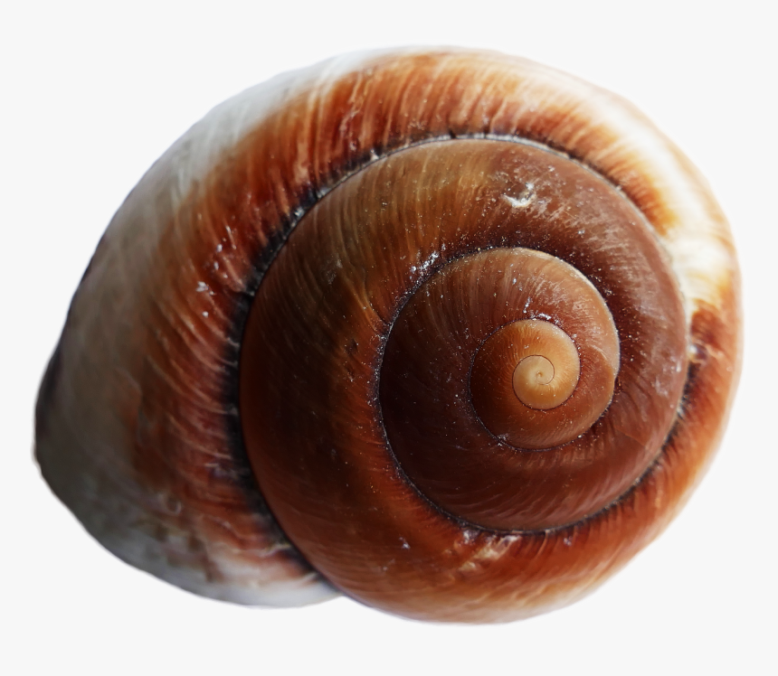Sea Shell Png Transparent Image - Small Snail Shell Transparent ...