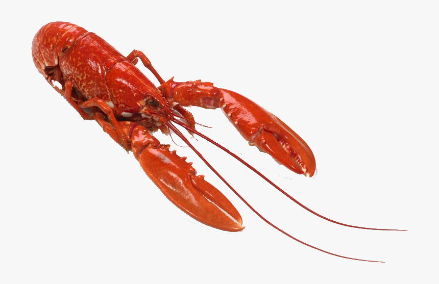 Lobster Png Background - Small Lobster, Transparent Png , Transparent ...