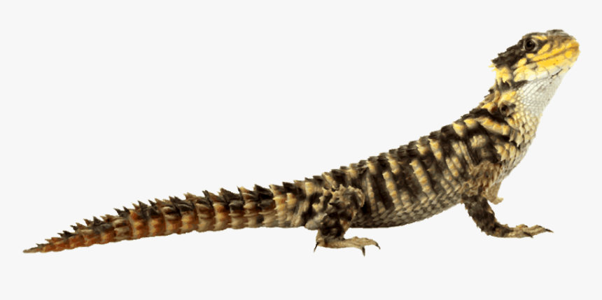 Lizard Transparent Background, HD Png Download , Transparent Png Image ...