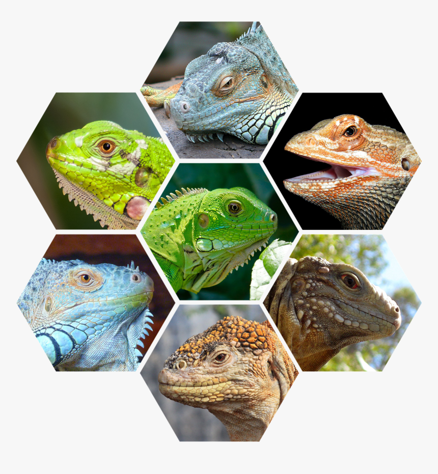 Reptiles Png, Transparent Png , Transparent Png Image - PNGitem
