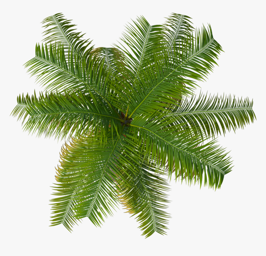 Cutout Palm Tree, HD Png Download , Transparent Png Image - PNGitem