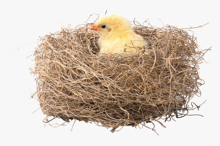 Transparent Nest Png - Nest Pic In Hd, Png Download , Transparent Png ...