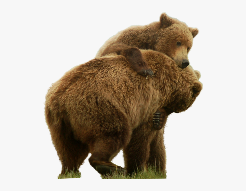 Grizzly Bear Standing Png Image - Grizzly Bear Transparent Png, Png ...