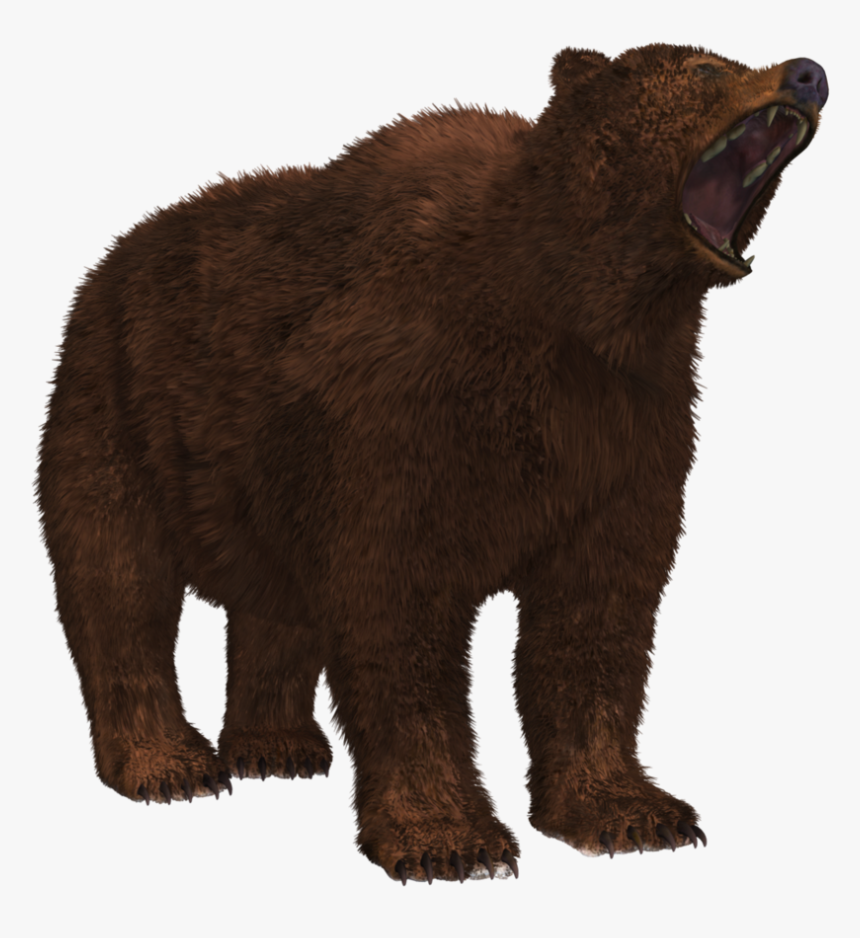 Beruang Png, Transparent Png , Transparent Png Image - PNGitem