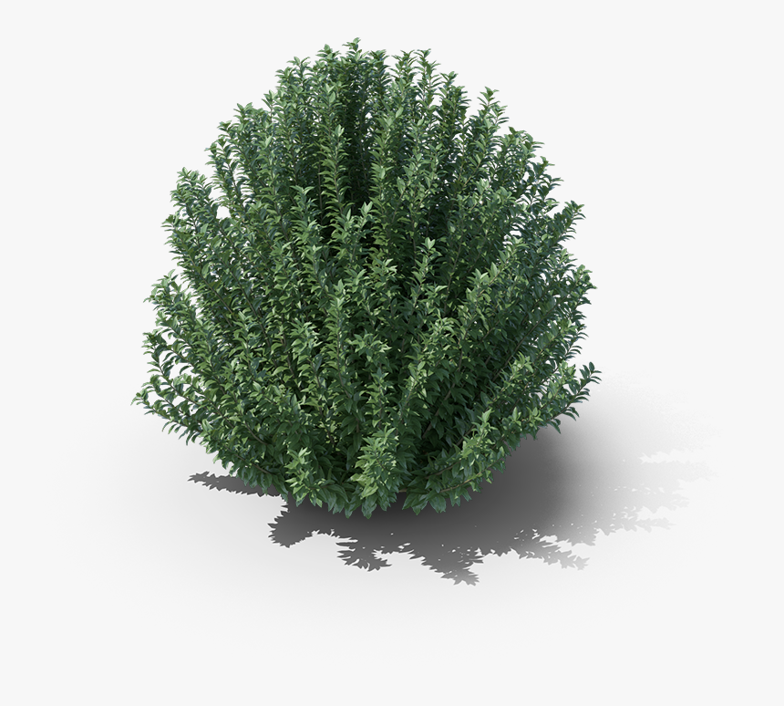 Shrubs Png, Transparent Png , Transparent Png Image - PNGitem