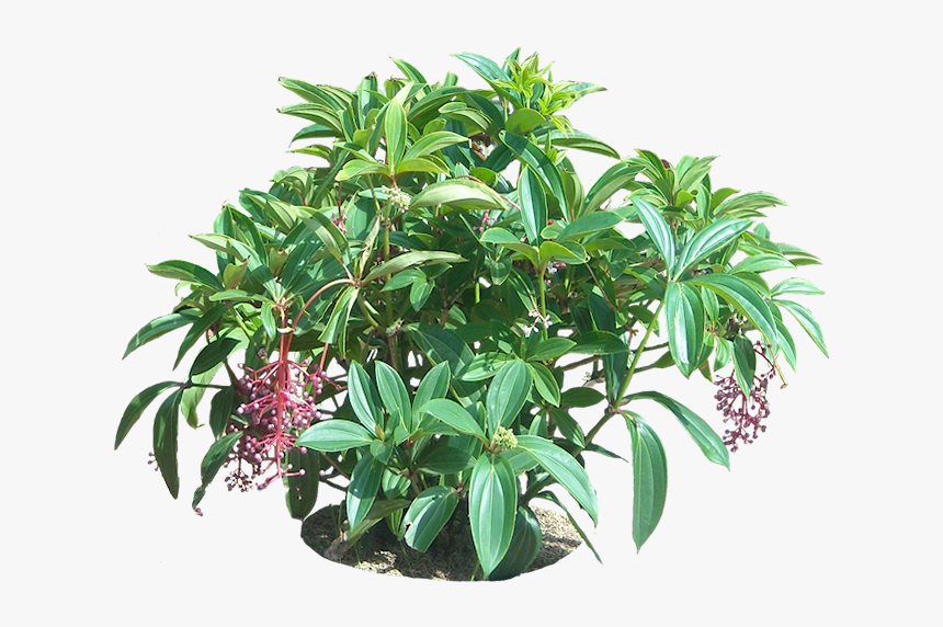 Garden Plants Transparent Background, HD Png Download , Transparent Png ...