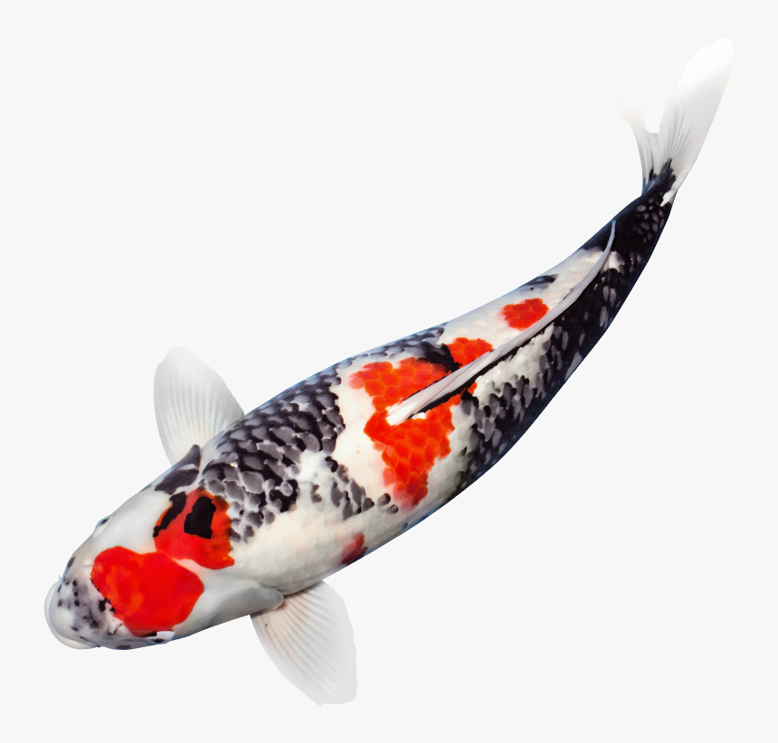 Japanese Koi Fish Png , Png Download - Koi Fish Transparent Background ...