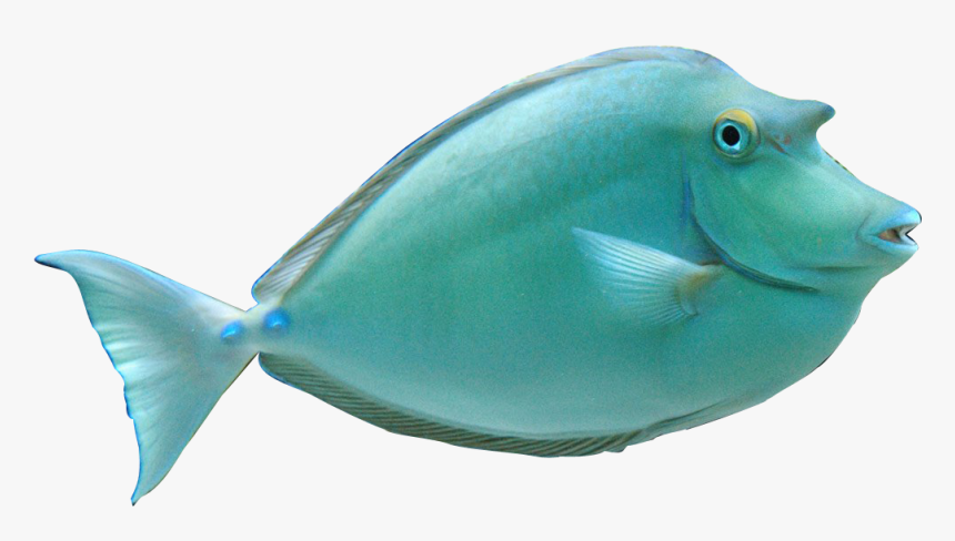 Koi Fish Clipart Croy - Realistic Ocean Fish Clipart, HD Png Download ...