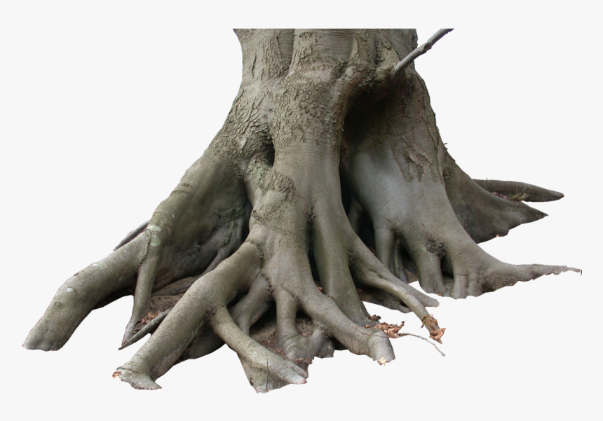 Transparent Tree Trunk Png - Dry Tree Png, Png Download , Transparent ...