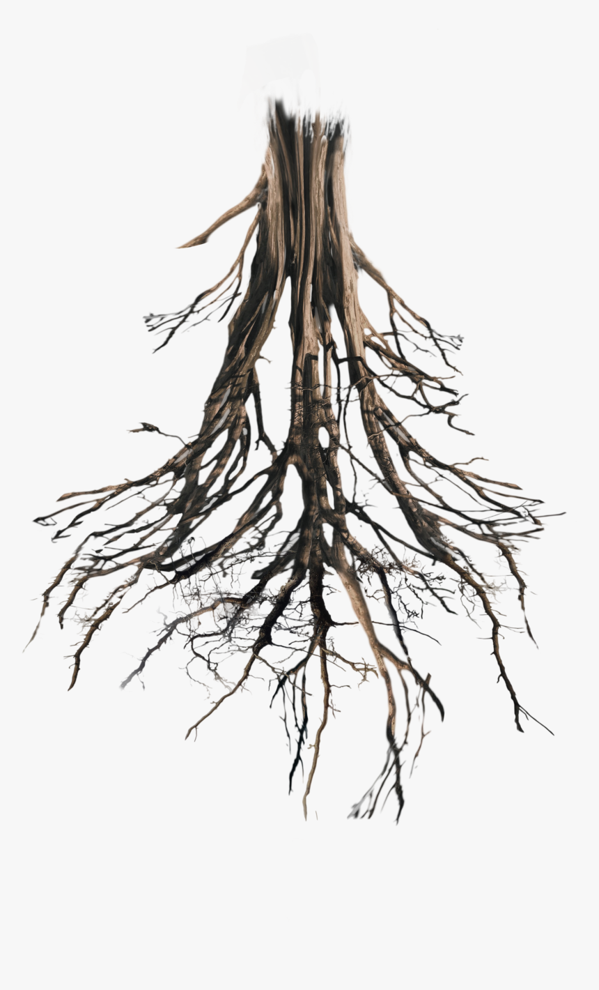 Transparent Tree With Roots Png - Tree Roots Png, Png Download ...