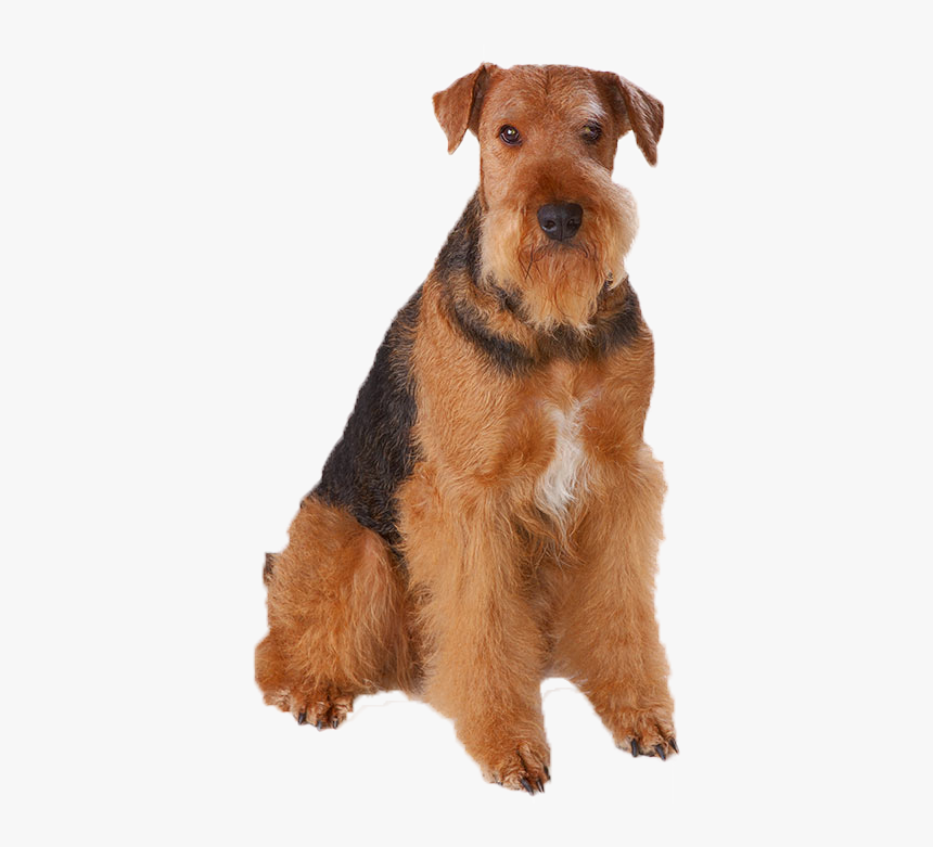 Dogs Png Image File - Nice Small Dogs, Transparent Png , Transparent ...