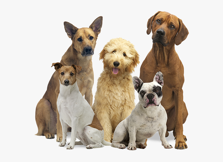 Group Of Dogs Transparent, HD Png Download , Transparent Png Image ...