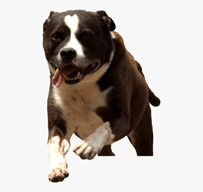 Running Shoes Clipart Png Of A Dog