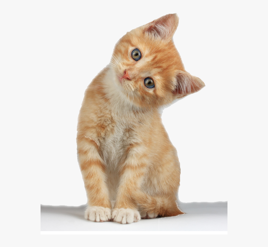 Kitten Transparent Background, HD Png Download , Transparent Png Image ...