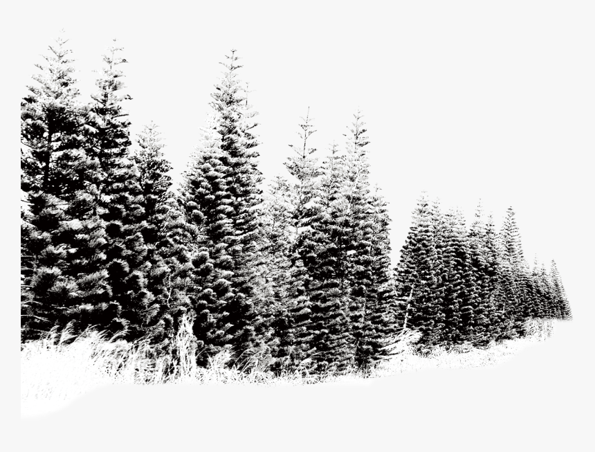 Clip Art Tree Winter Landscape Transprent - Winter Tree Snow Png ...