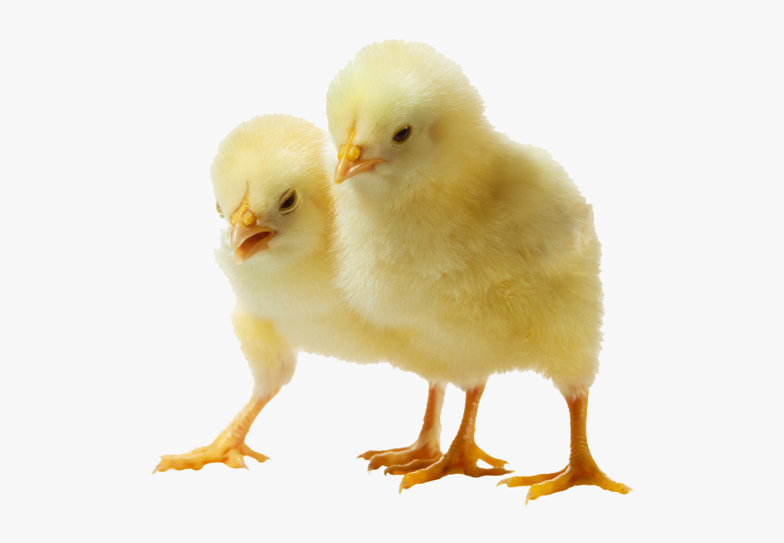 Chick Png Images Transparent Free Download - Chicken Chicks Transparent ...