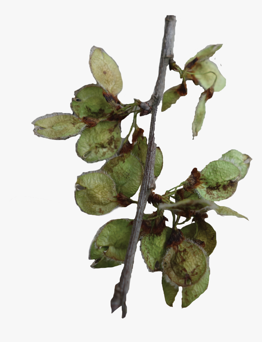Bud , Png Download - Tree, Transparent Png , Transparent Png Image ...