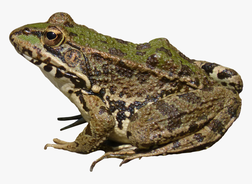Frog Png Image Free - Frog Png, Transparent Png , Transparent Png Image ...
