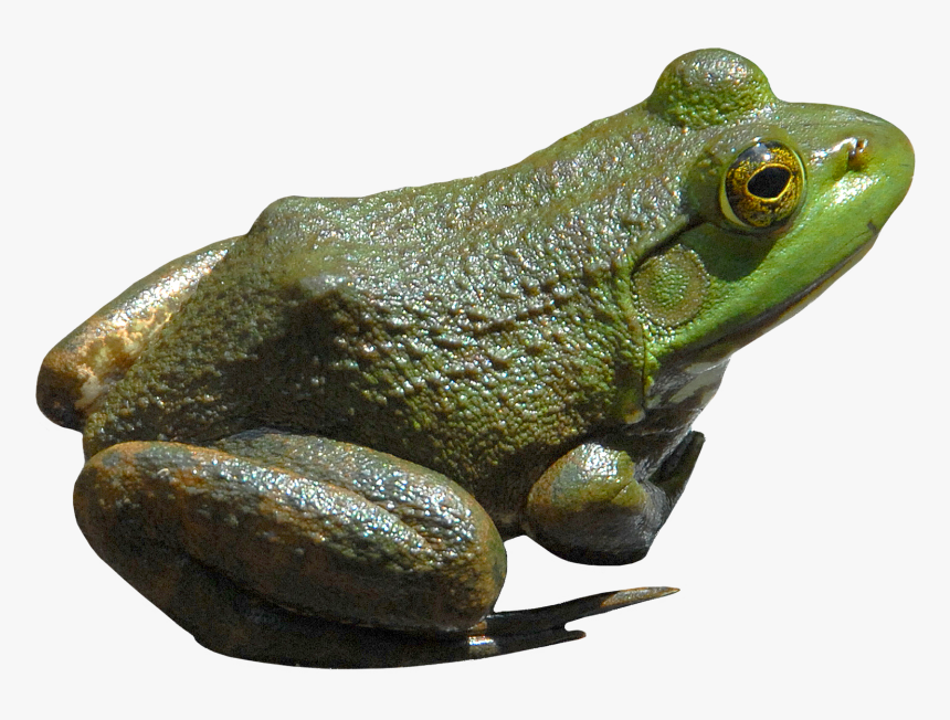 Frog,true Frog,tree Frog,barking Tree Frog,shrub Toad,gray - Png Frog ...