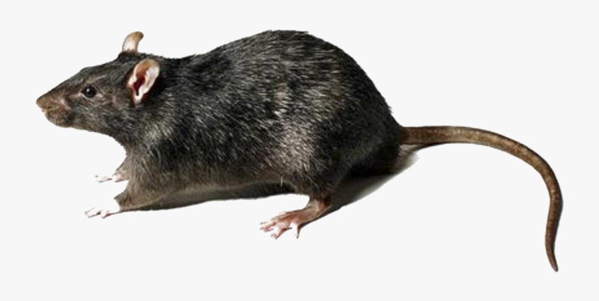 Rat Transparent Background, HD Png Download , Transparent Png Image ...