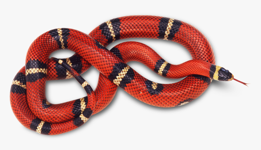 Snake Skins, HD Png Download , Transparent Png Image - PNGitem