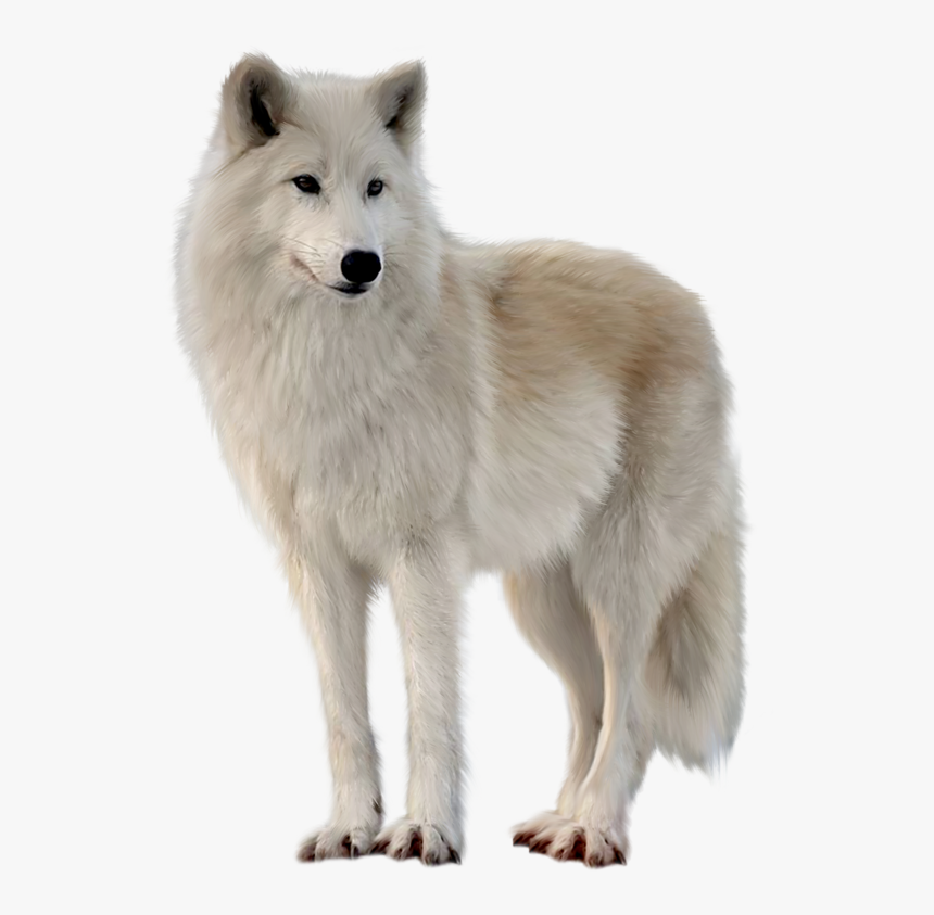 Transparent White Wolf - White Wolf Png, Png Download , Transparent Png ...