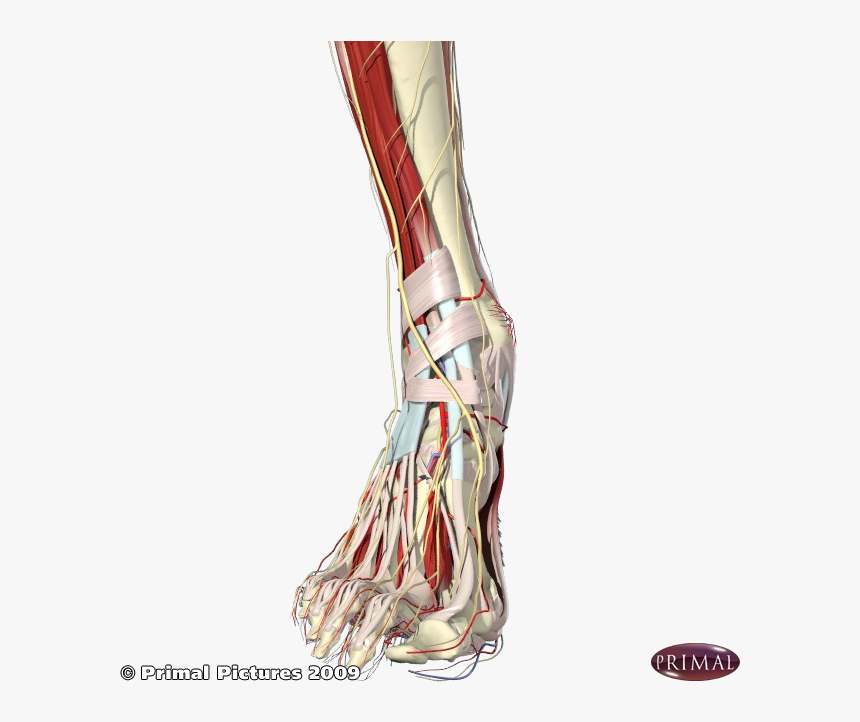 Foot Muscles Transparent Png, Png Download , Transparent Png Image ...
