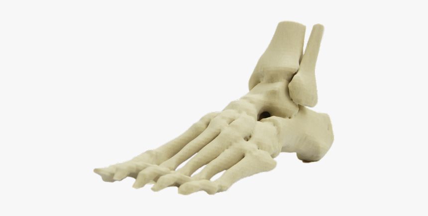 3d Printed Skeletal Foot Model Title 3dyourscan, HD Png Download ...