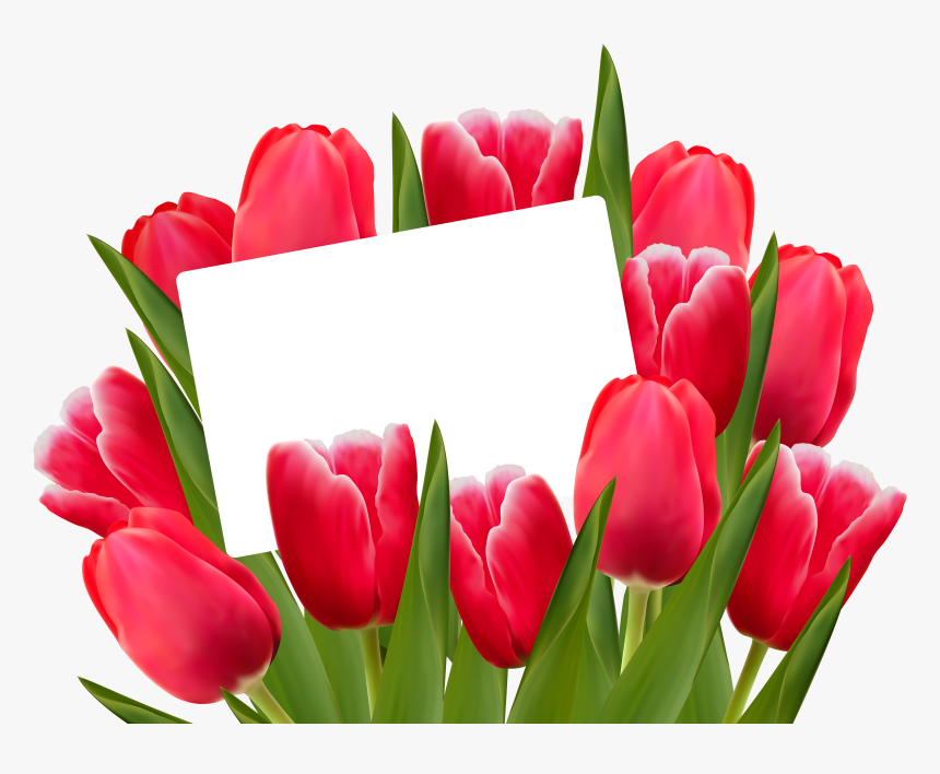 Transparent Tulips Png, Png Download , Transparent Png Image - PNGitem