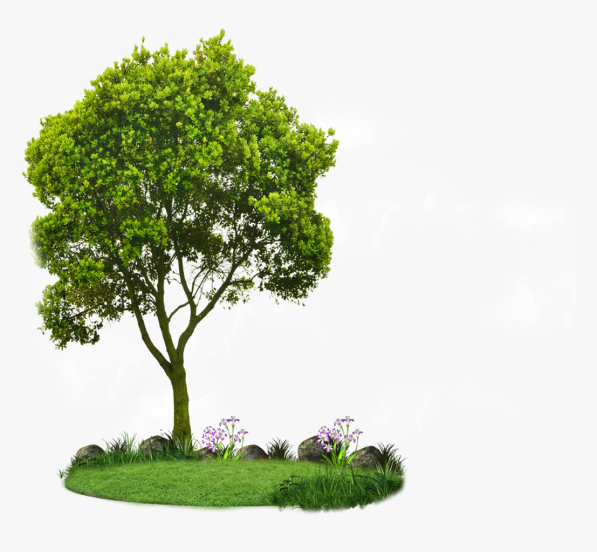 Tree Png, Transparent Png , Transparent Png Image - PNGitem