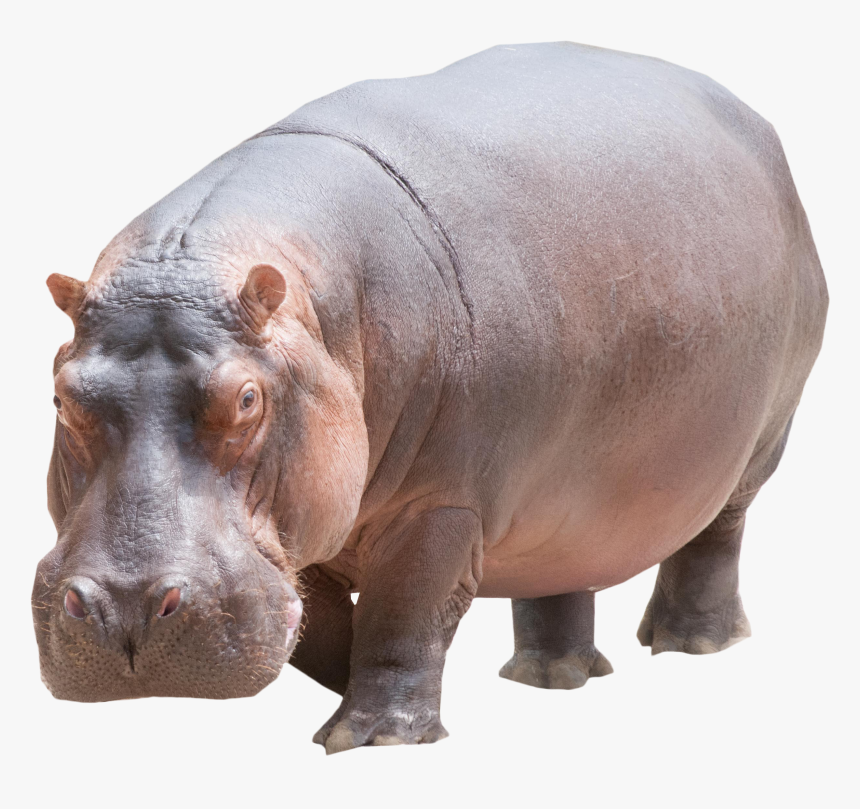 Hippo Png Image, Transparent Png , Transparent Png Image - PNGitem