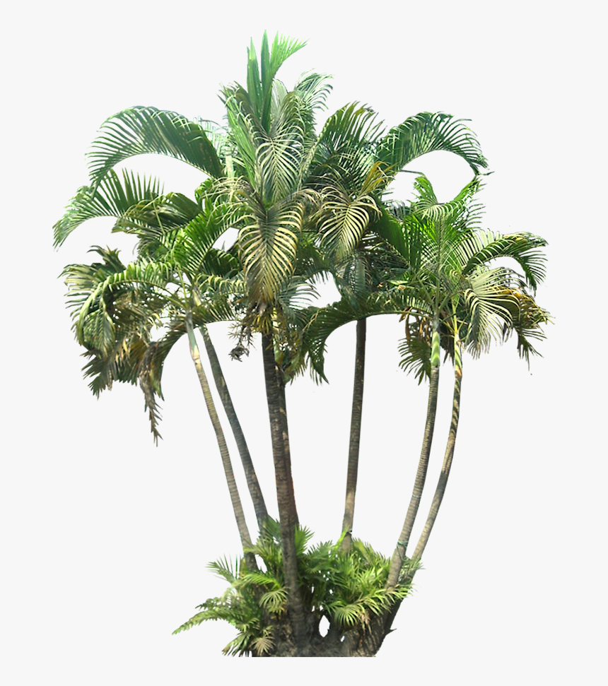 Transparent Palm Trees Png, Png Download , Transparent Png Image - PNGitem