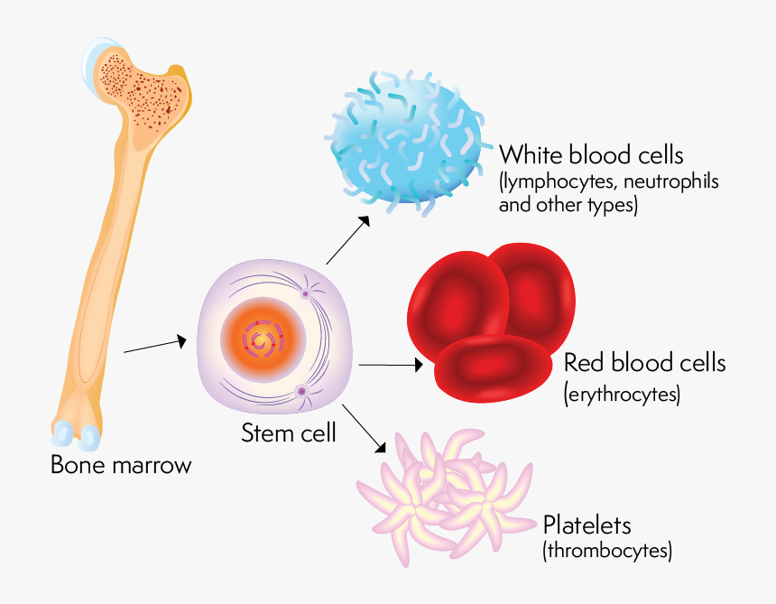 Image Showing How Bone Marrow Produces Stem Cells That, HD Png Download ...