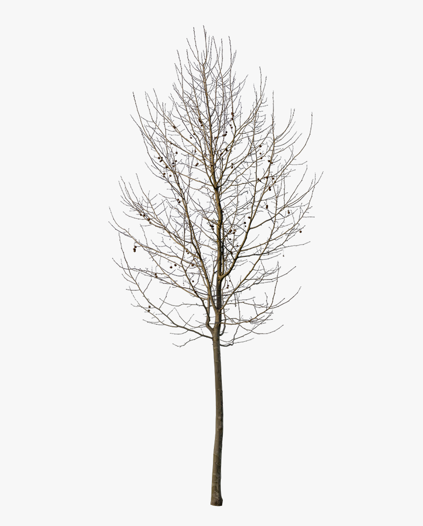 Small Tree Png, Transparent Png , Transparent Png Image - PNGitem