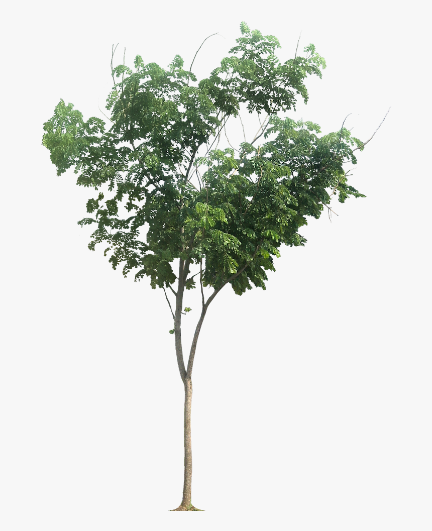 Small Tree Png, Transparent Png , Transparent Png Image - PNGitem