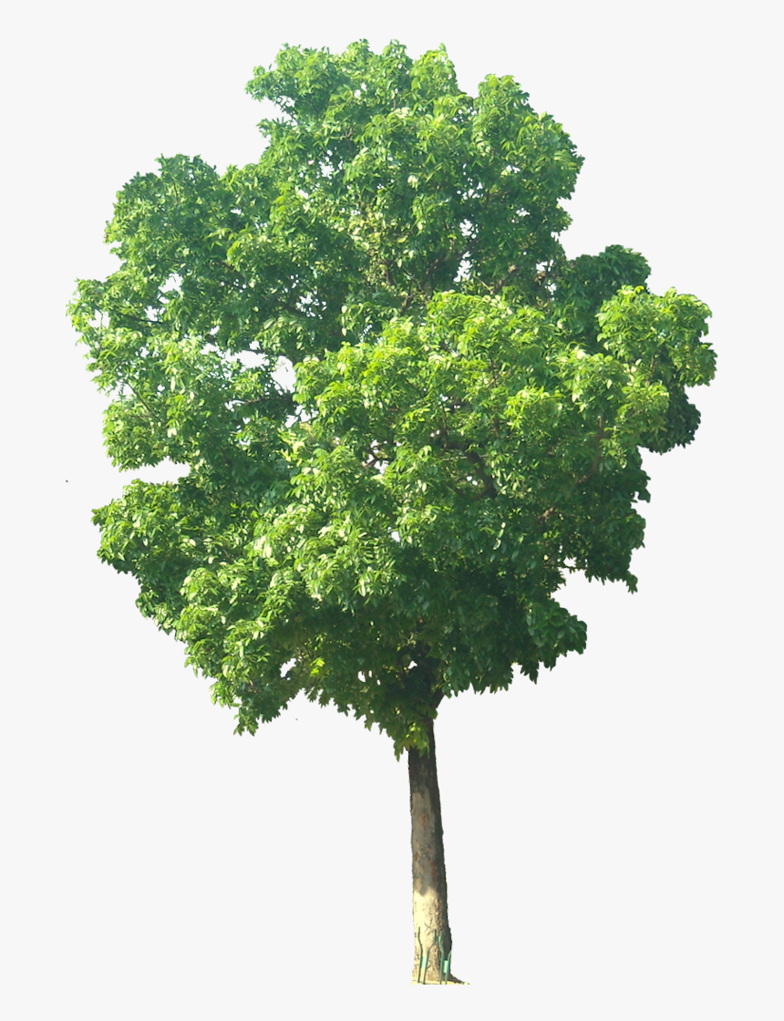 Small Tree Png, Transparent Png , Transparent Png Image - PNGitem