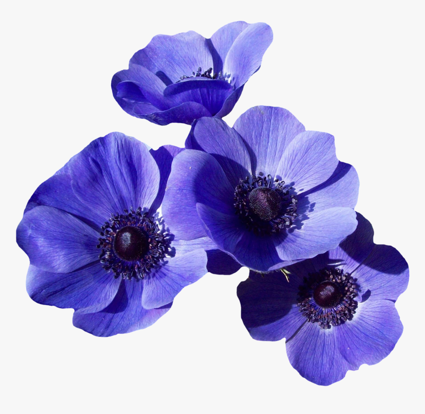 Blue Flowers Png, Transparent Png , Transparent Png Image - PNGitem