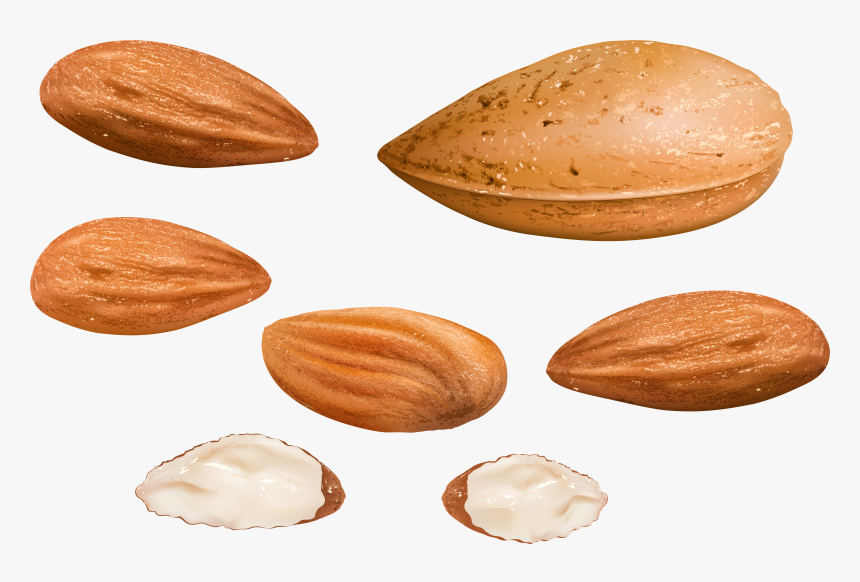 Transparent Nut Png, Png Download , Transparent Png Image - PNGitem