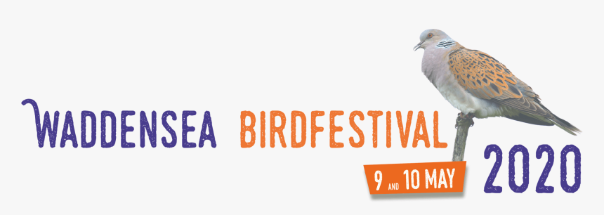 Big Bird Png, Transparent Png , Transparent Png Image - PNGitem