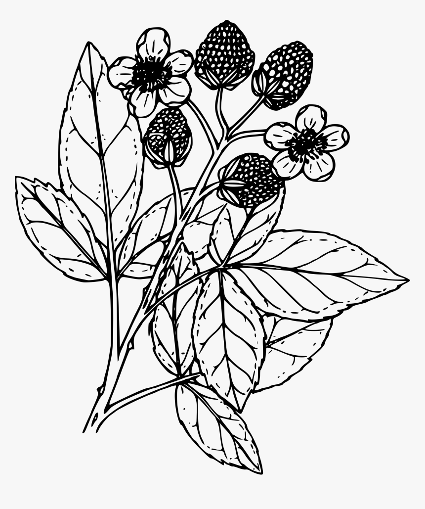 Black Raspberry Clip Arts, HD Png Download , Transparent Png Image ...