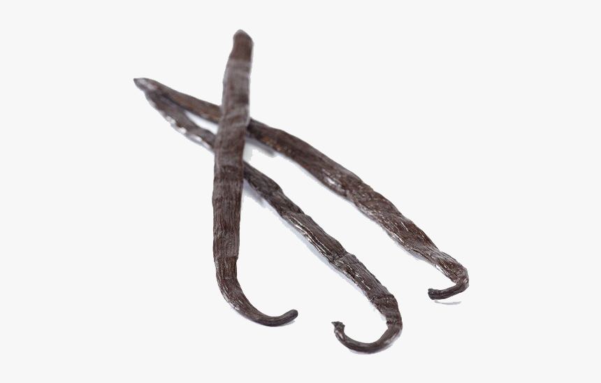 Vanilla Bean Png Clipart, Transparent Png , Transparent Png Image - PNGitem